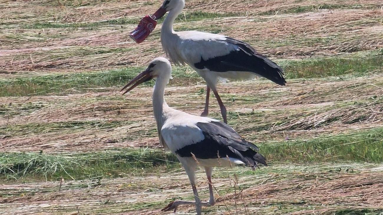 Umweltverschmutzung: Mit Schnabel in Getränkedose: Sorge um Storch in ...