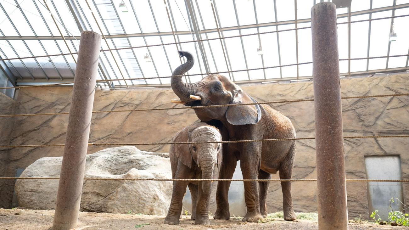 Zuwachs: Zwei neue Elefanten im Opel-Zoo | DIE ZEIT