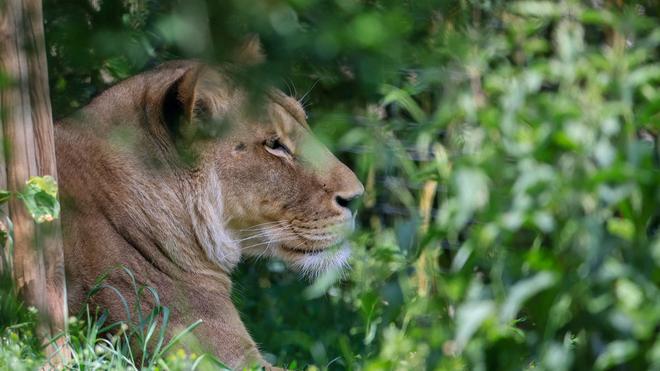 Raubkatze: Löwe als Haustier? So ist die Haltung geregelt | DIE ZEIT