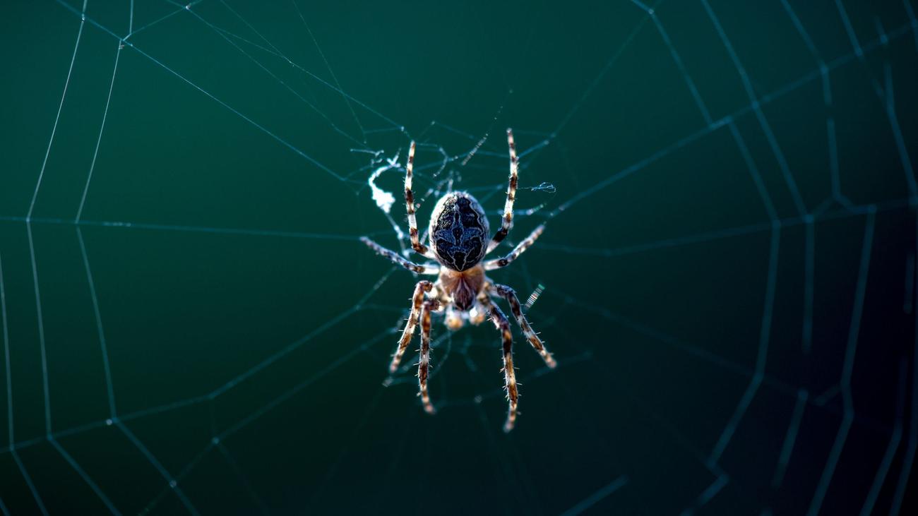 Naturschutz: Artenschutz - Camp im Erzgebirge widmet sich den Spinnen ...