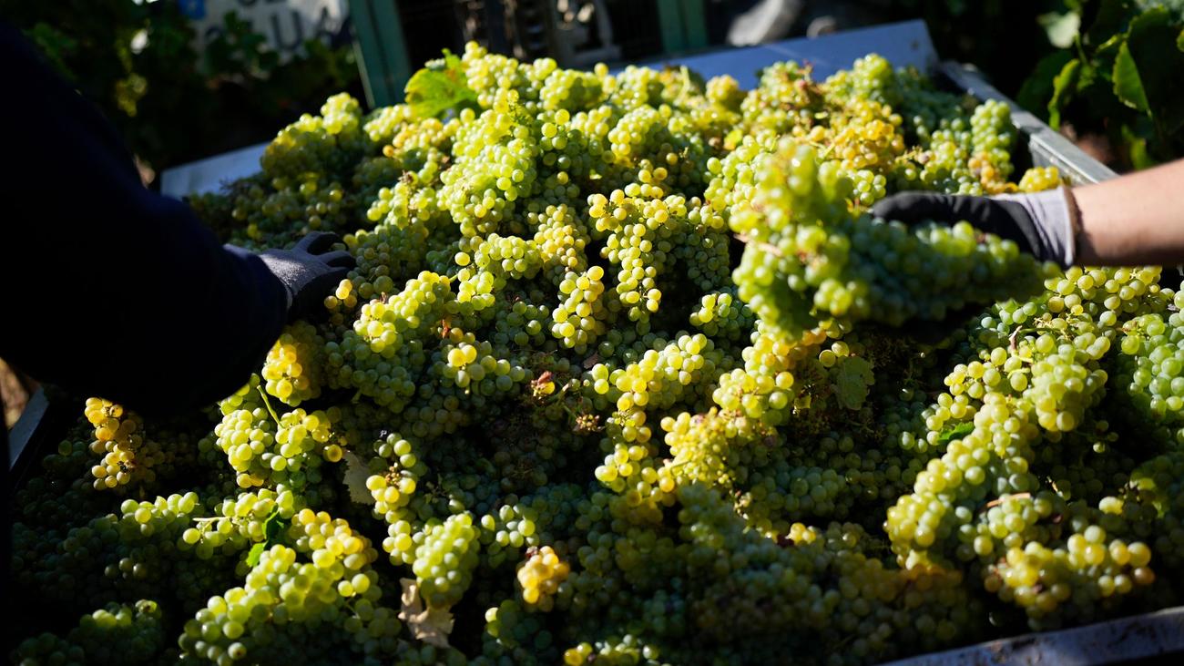 Niederschläge: Winzer rechnen 2023 mit viel besserer Ernte als im ...