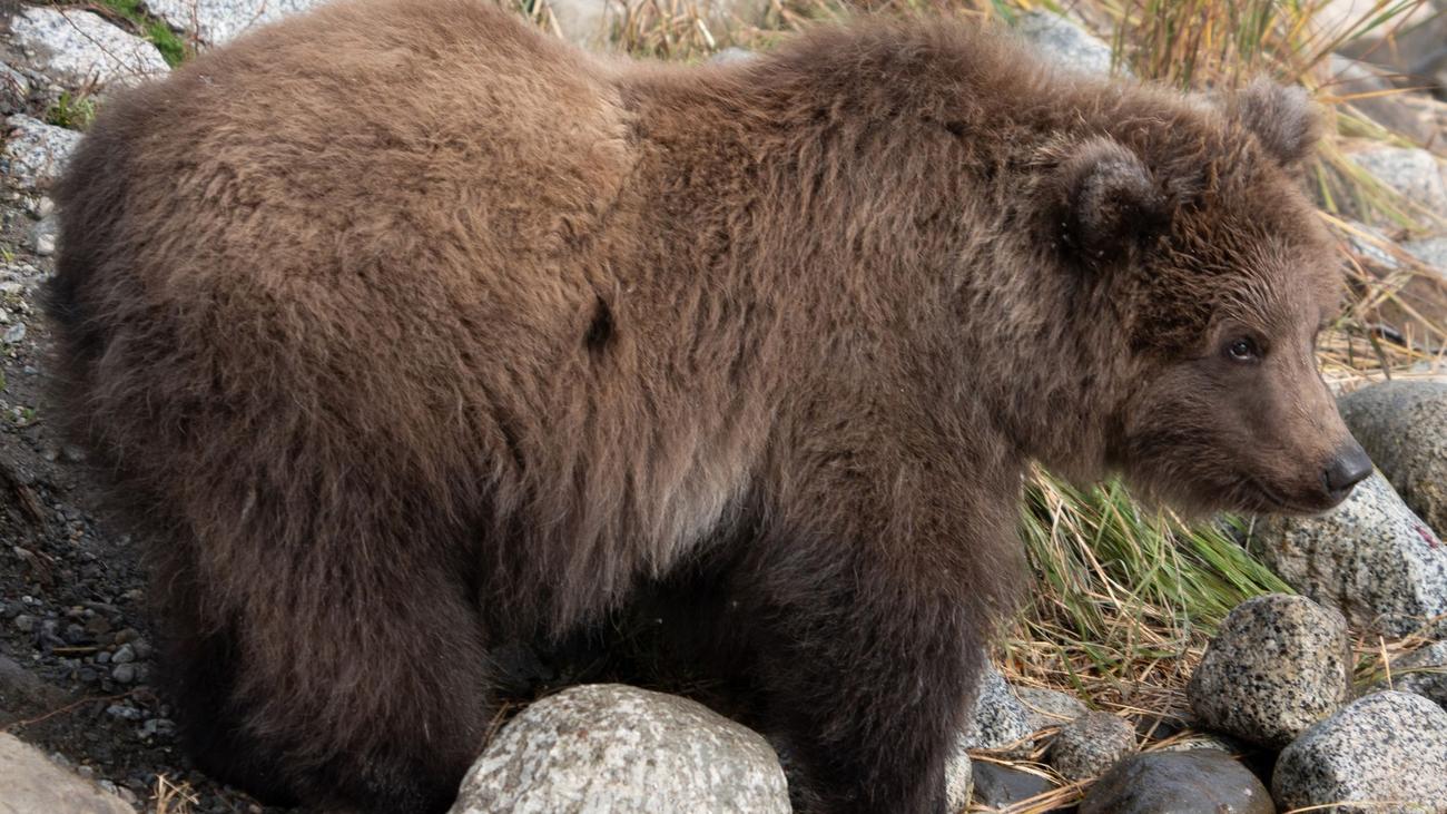 Alaska: "Fat Bear"-Wahl: Pummeliger Jungbär nimmt erste Hürde | DIE ZEIT