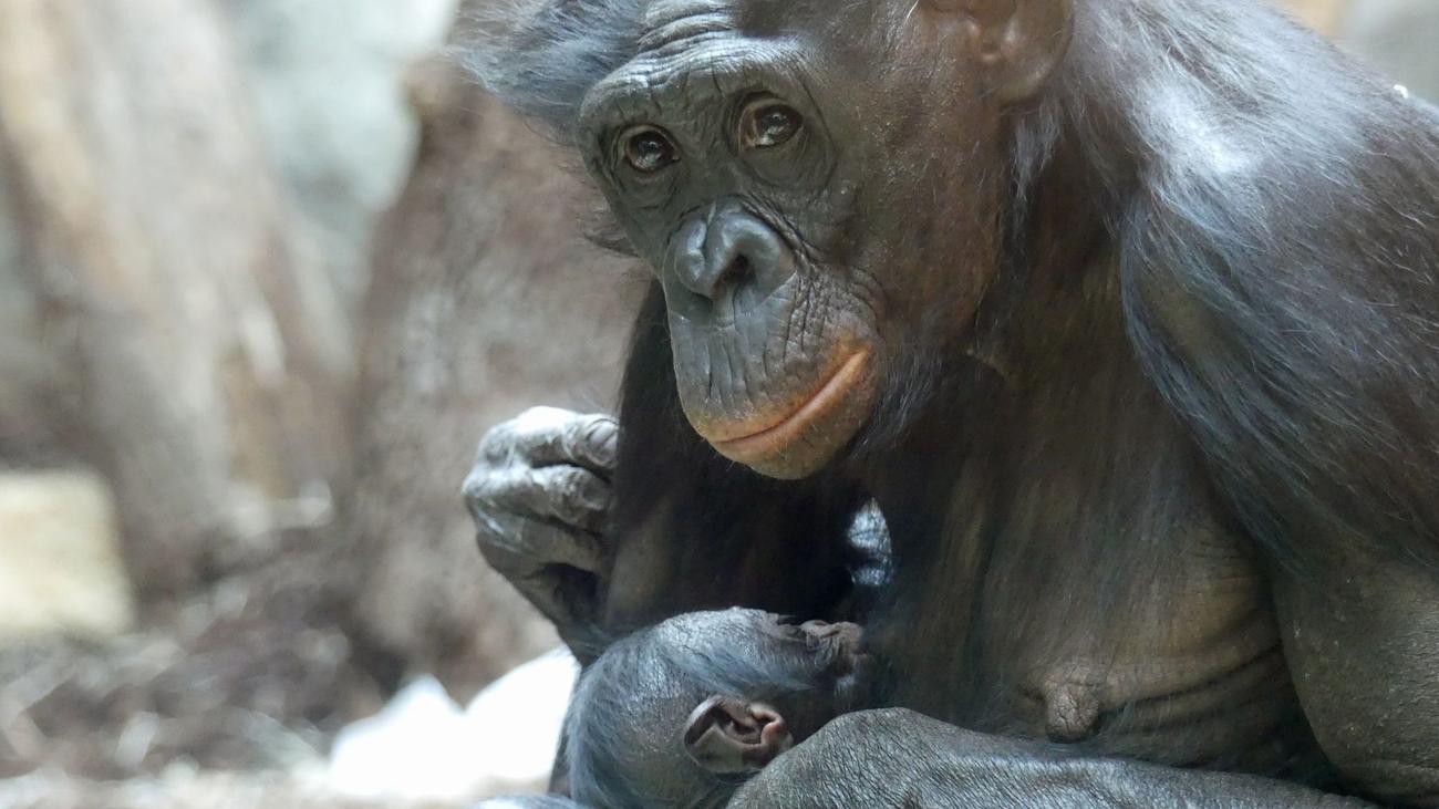 Menschenaffe: Bonobo im Frankfurter Zoo geboren | DIE ZEIT
