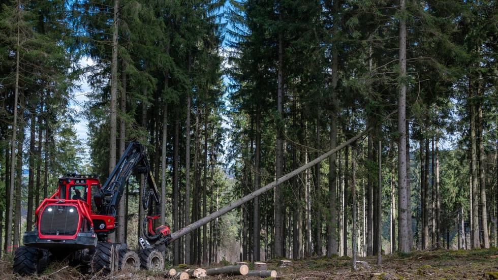 Rheinland-Pfalz: Waldzustandsbericht: "Mahnmal der Folgen des Klimawandels" | ZEIT ONLINE