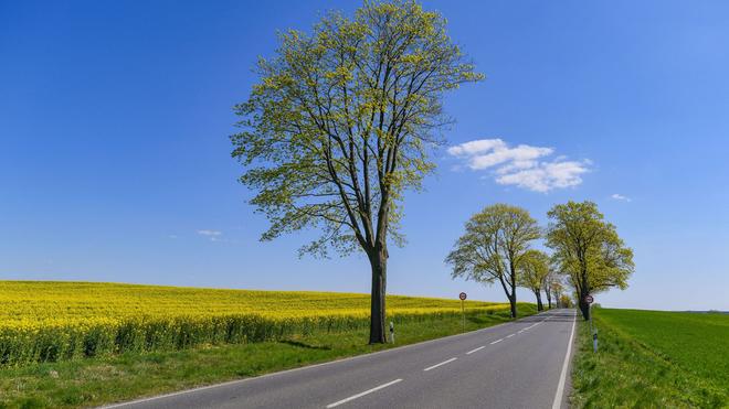 Verkehr: Weniger als jeder dritte gefällte Alleebaum neu gepflanzt ...