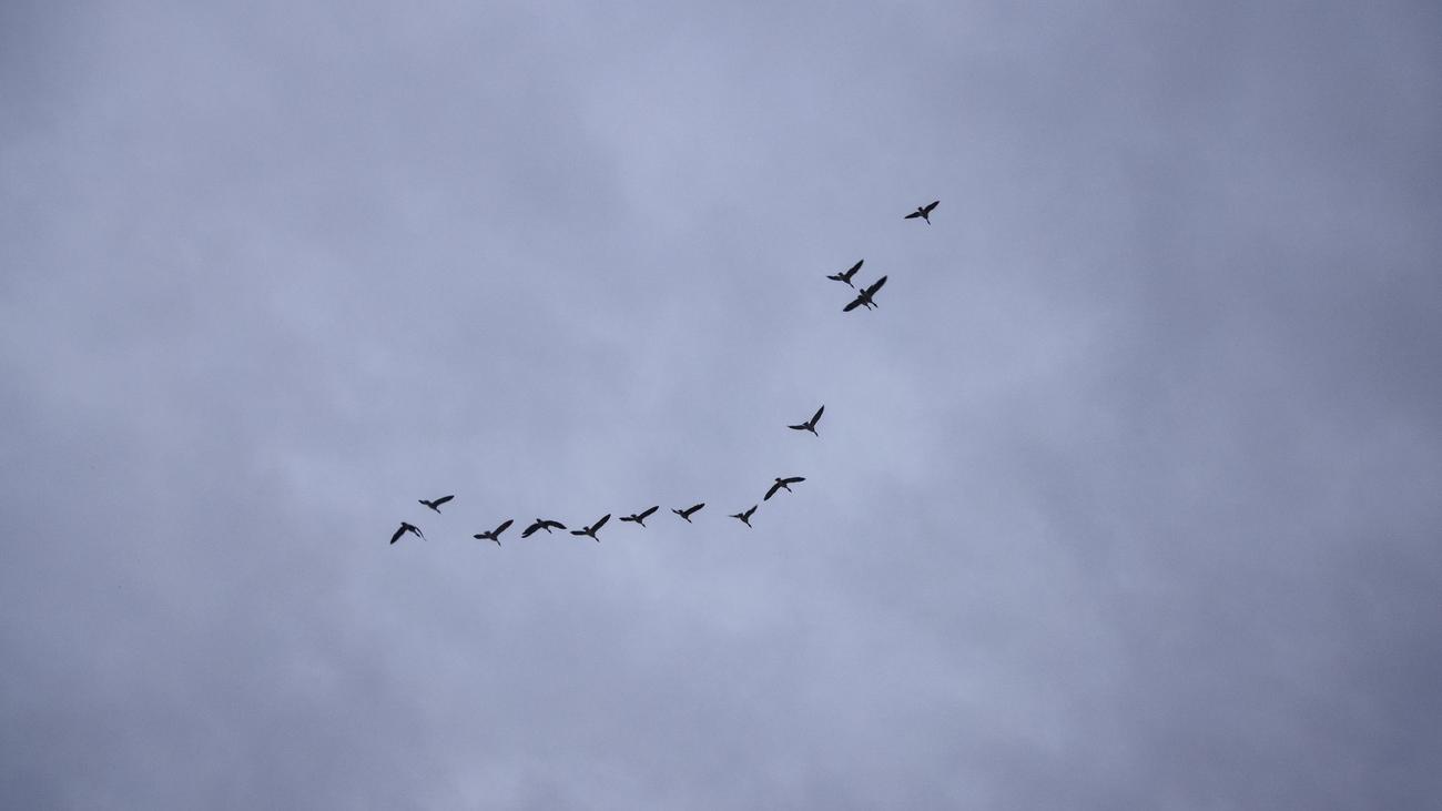 Wetter: Wolken und Regen auch zum Jahresstart | ZEIT ONLINE