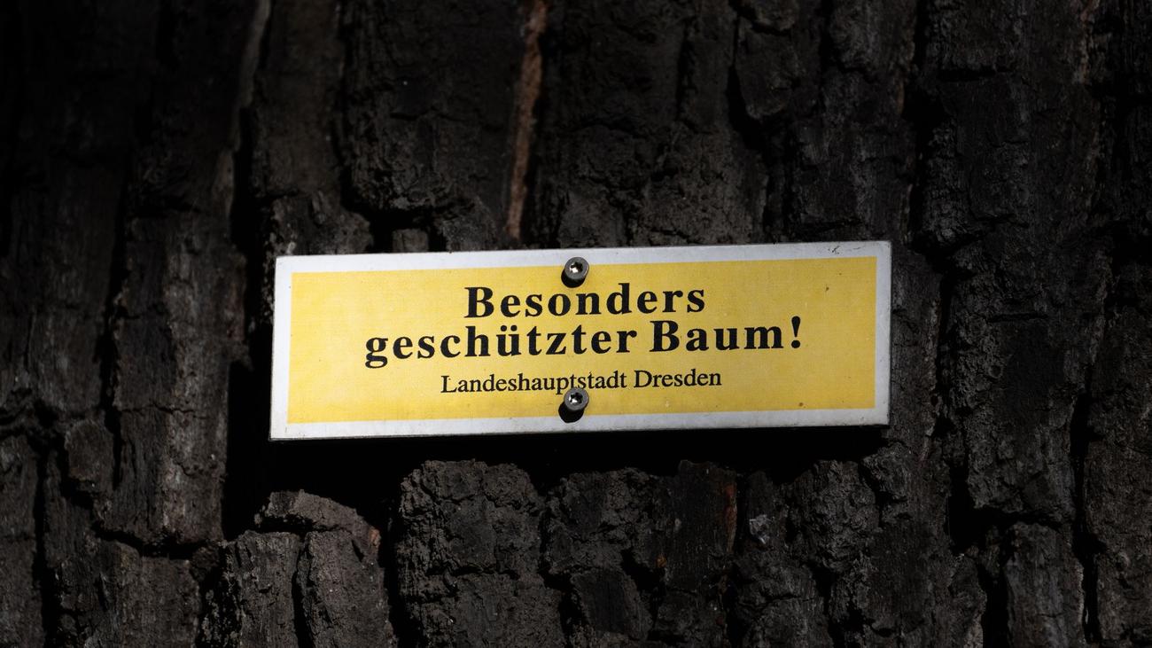 Umwelt: Naturschützer mahnen mehr Rücksicht auf Bäume an | DIE ZEIT