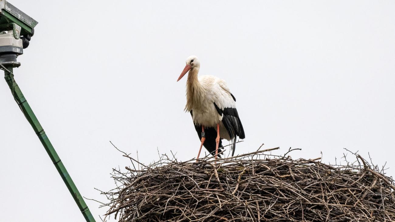 Tiere: Storch trotzt dem Schietwetter und ist zurück in MV | DIE ZEIT