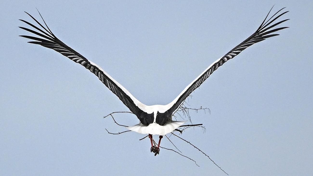 Zugvögel: Bislang ist erst ein einziger Storch zurück in Linum | DIE ZEIT