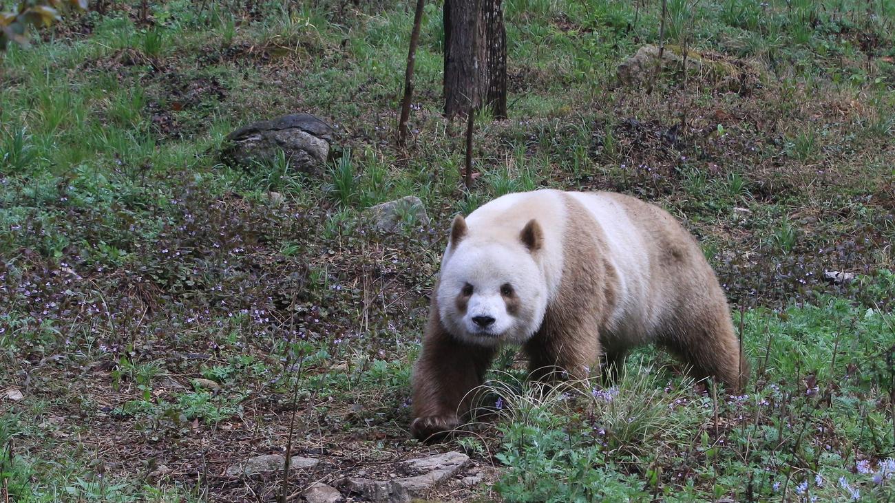 Animaux : Un phénomène rare de la nature : un panda au look cacao ...