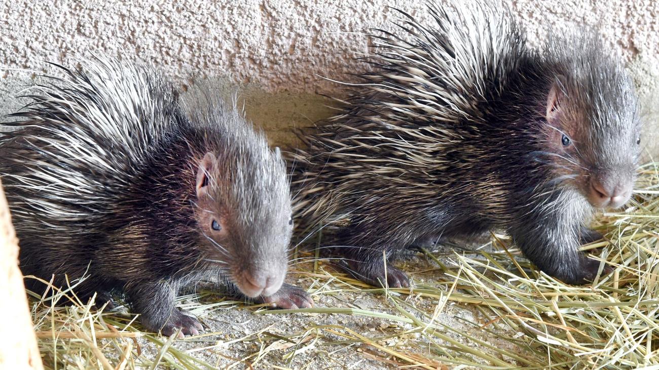 Nordsachsen: Stachelschwein-Nachwuchs im Zoo Delitzsch | DIE ZEIT