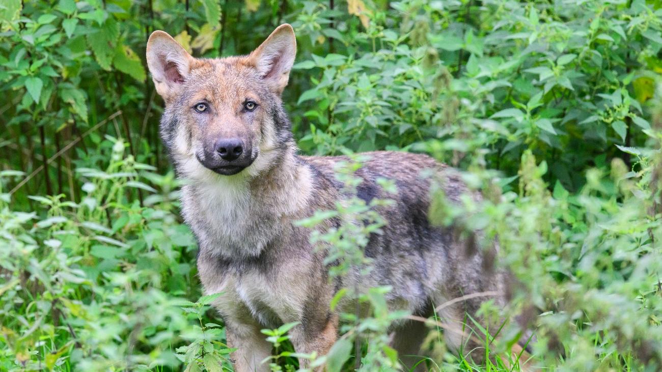 Ausnahmegenehmigung: Land will Wolf in Schnellverfahren zum Abschuss ...