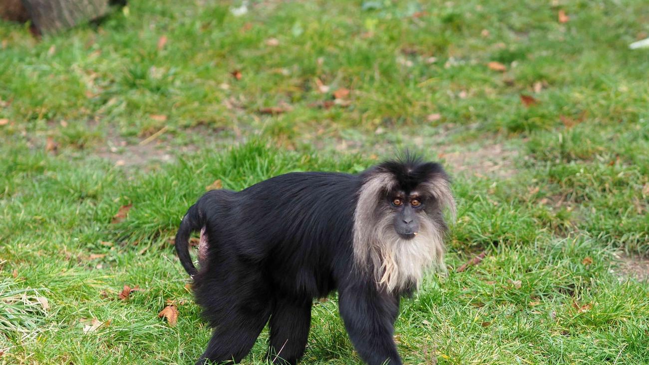 Zoo: "Der Affe ist nicht wieder da": Tier weiter verschwunden | DIE ZEIT