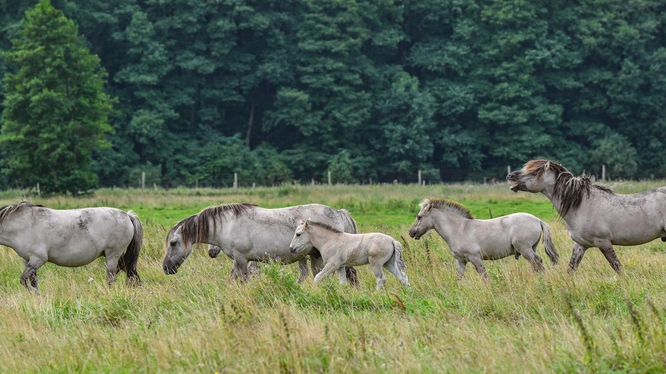 Kreis Barnim: Seltene Wildpferde ziehen auf Weide bei Schiffshebewerken ...