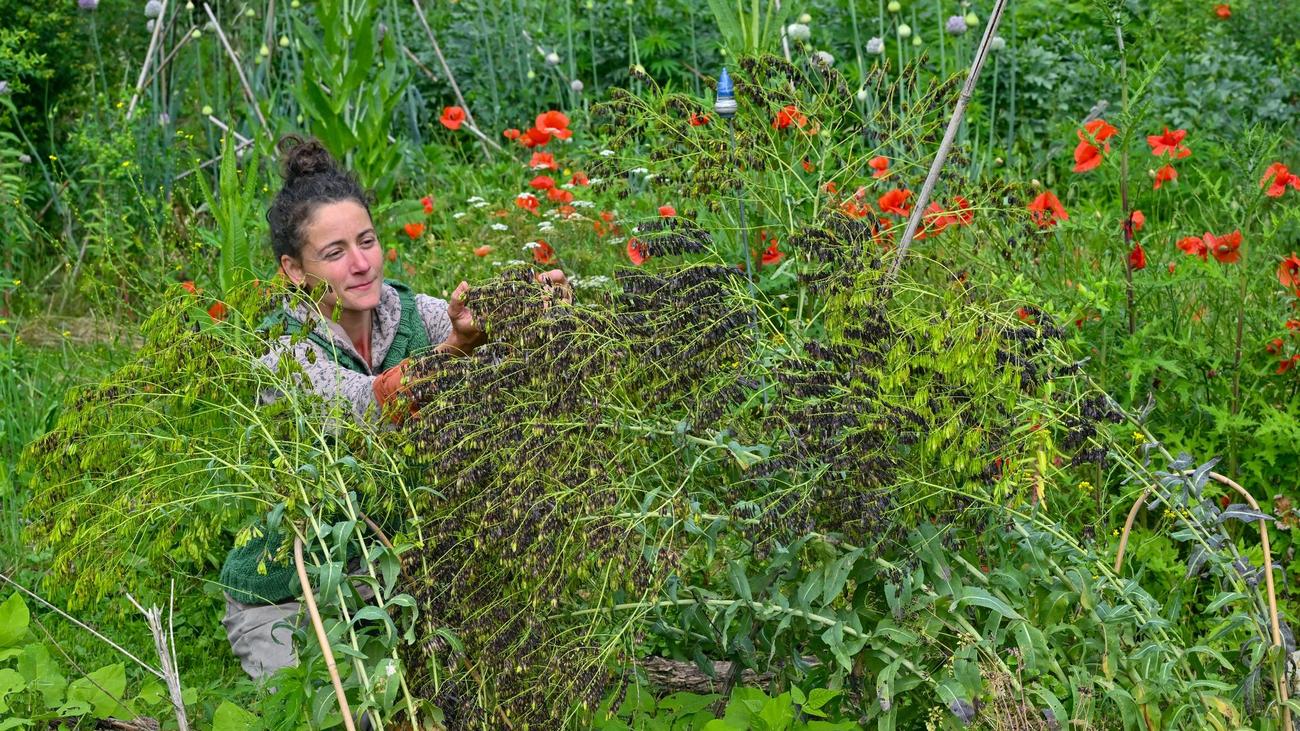 Agrar: Landpartie in Brandenburg: Leben auf dem Dorf im Fokus | ZEIT ONLINE