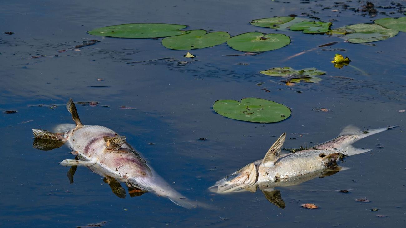 Umwelt: Goldalgen in der Oder und tote Fische: Sorge um Grenzfluss ... Umwelt: Goldalgen in der Oder und tote Fische: Sorge um Grenzfluss ...