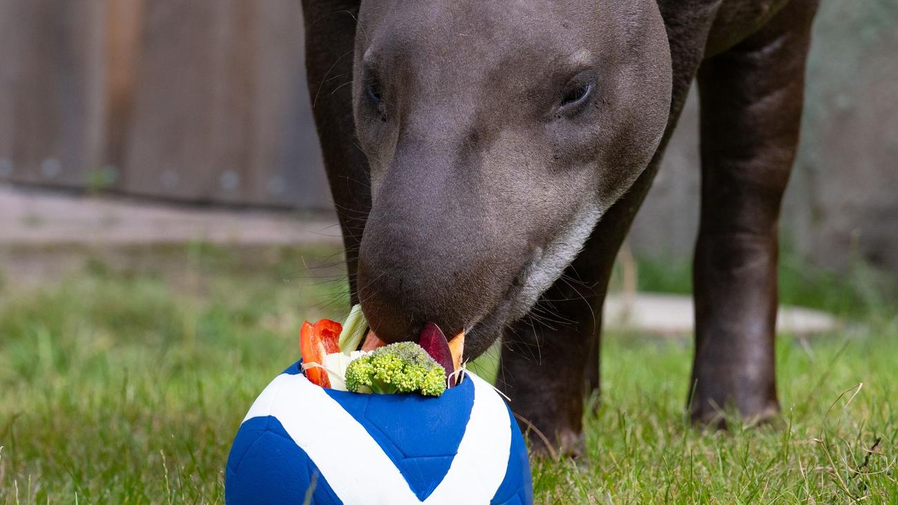 Fußball-EM: Berühmtes Orakel: Krake Paul auch Jahre nach Tod beliebt ...