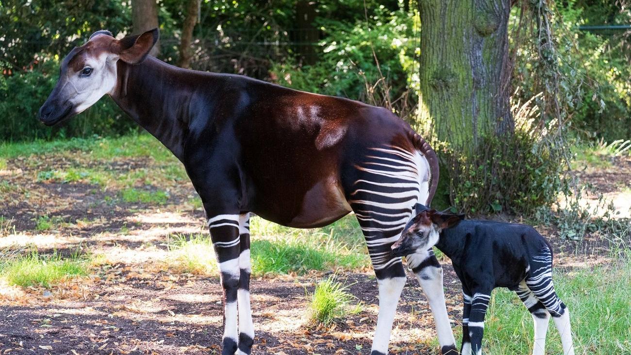 Waldgiraffen: Okapi-Nachwuchs im Frankfurter Zoo | DIE ZEIT
