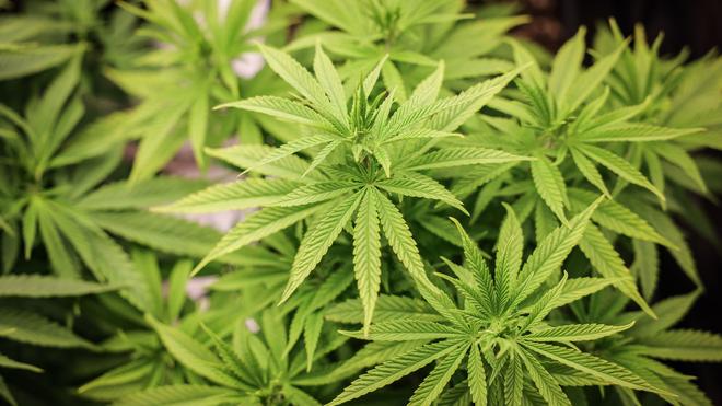 Rauschmittel Bislang Fünf Anträge Für Cannabis Anbau In Thüringen