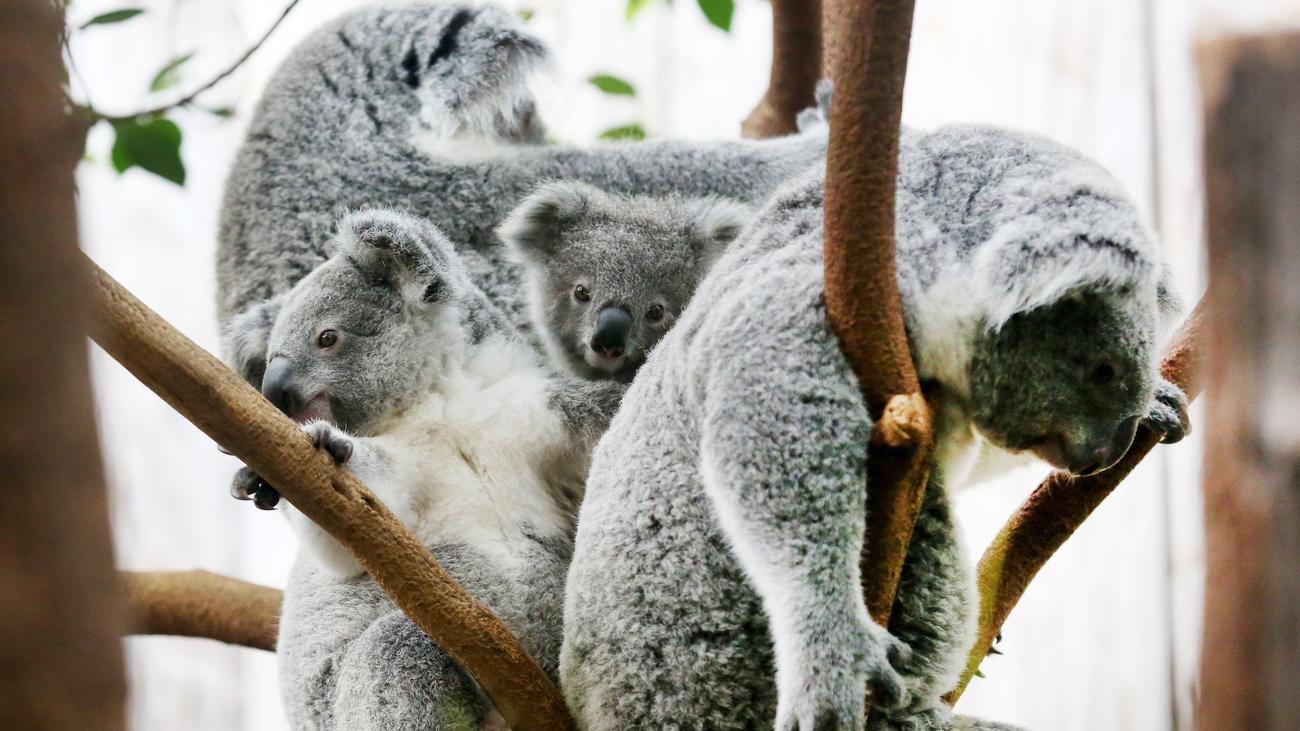 Zoo-Drama: Magen-Darm: Drei Koalas im Duisburger Zoo gestorben | DIE ZEIT