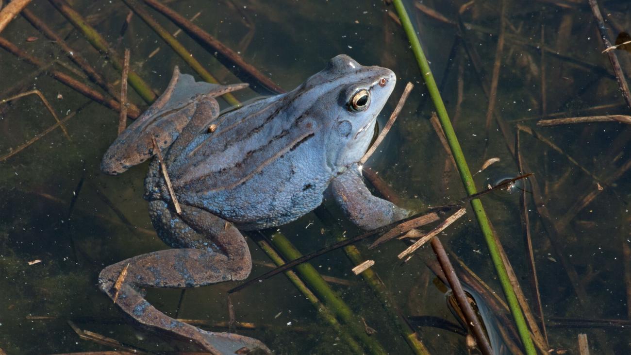 Amphibien: Vom Aussterben bedroht: Moorfrosch ist Lurch des Jahres ...