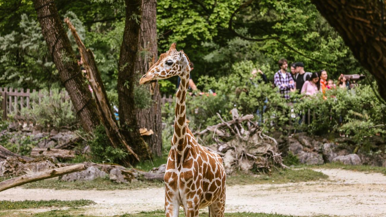 Todesursache unklar: Giraffe Taziyah in Münchner Tierpark gestorben ...