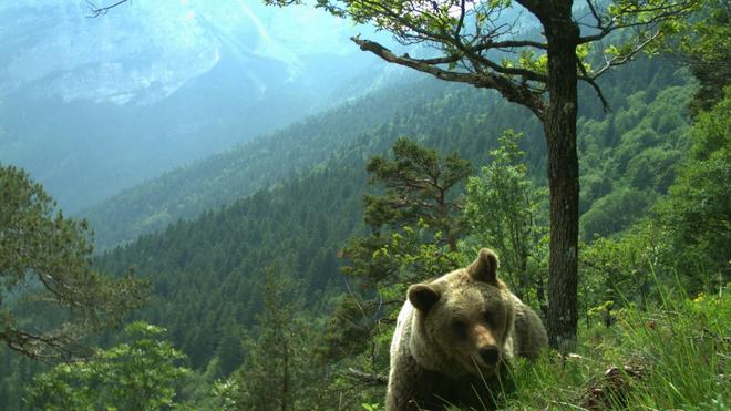 Nach Angriffen auf Menschen: Bären im Trentino: Erst geholt, dann ...