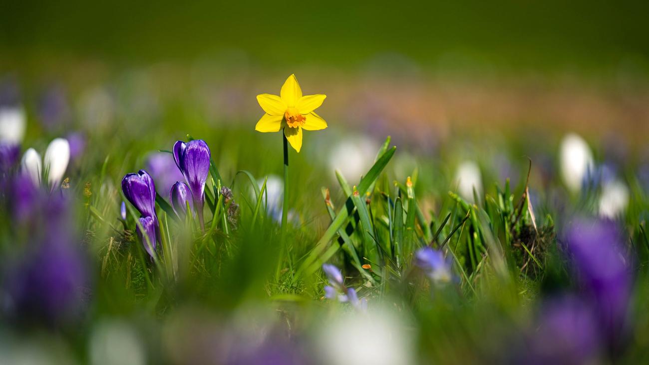 Frühlingsanfang: Erst Sonne, dann Regen bei milden Temperaturen | DIE ZEIT