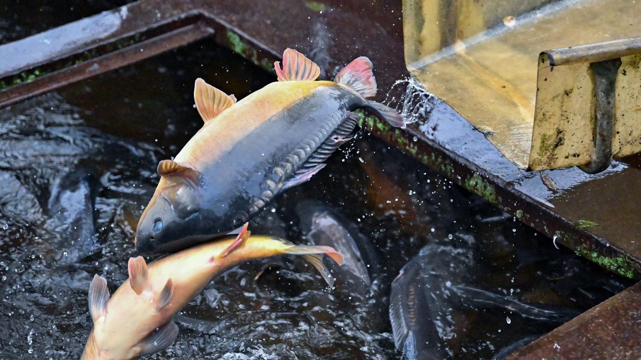 Osteressen: Fisch zu Ostern - Brandenburger Fischer haben gut zu tun ...