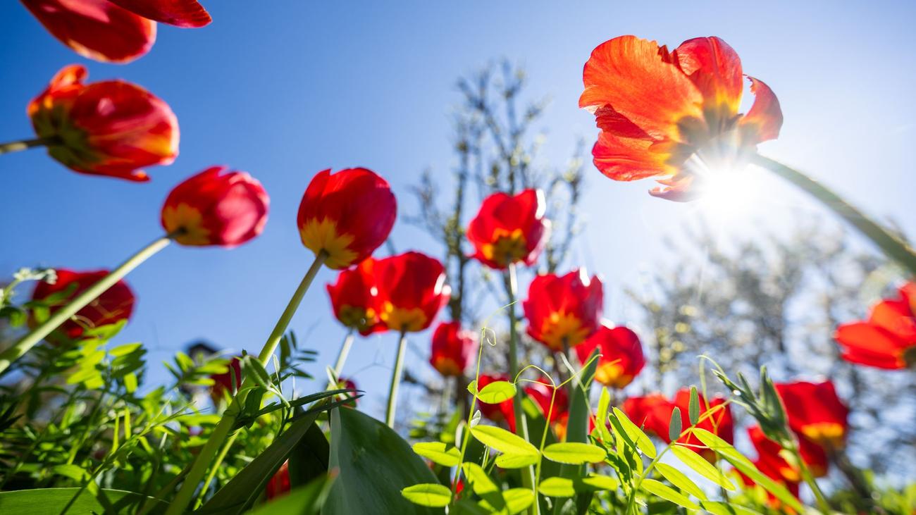 Monatsbilanz: Viel Sonne und zu wenig Regen in Hessen | ZEIT ONLINE