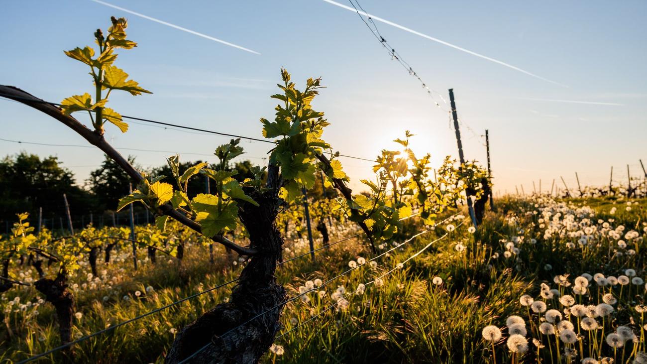 Ausflugswetter: Mai geht sonnig und warm weiter | ZEIT ONLINE
