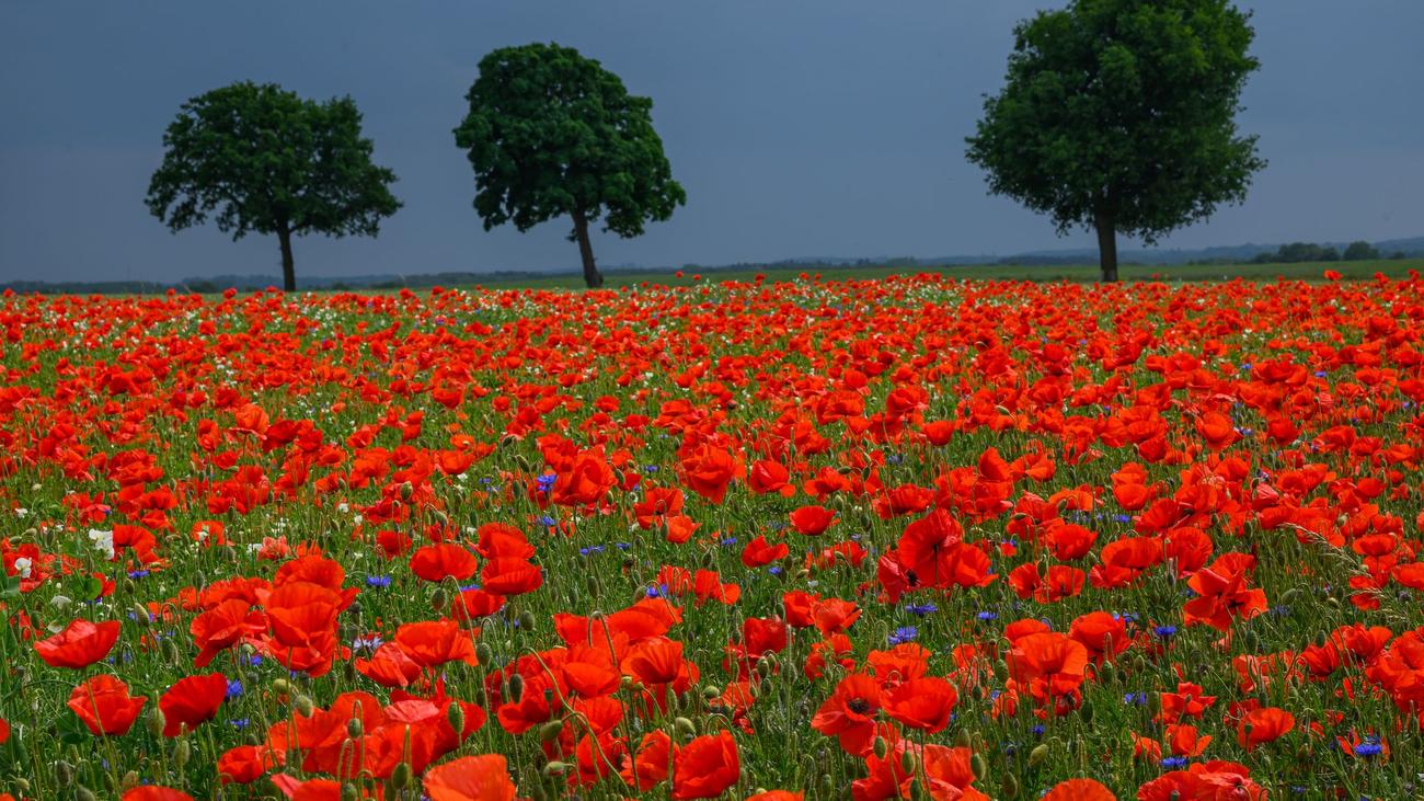 Fotografie: Bilder des Tages | DIE ZEIT