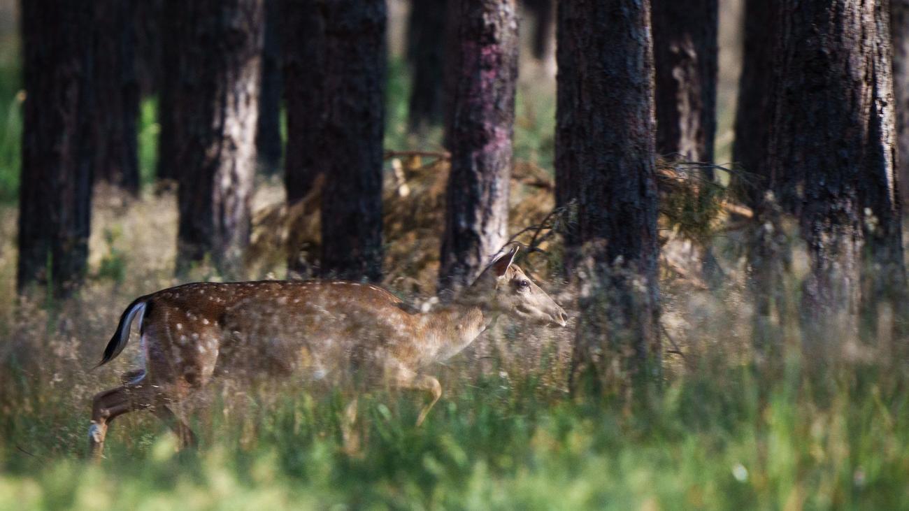 Natur: Wie Hitze und Trockenheit Wildtieren zu schaffen macht | DIE ZEIT