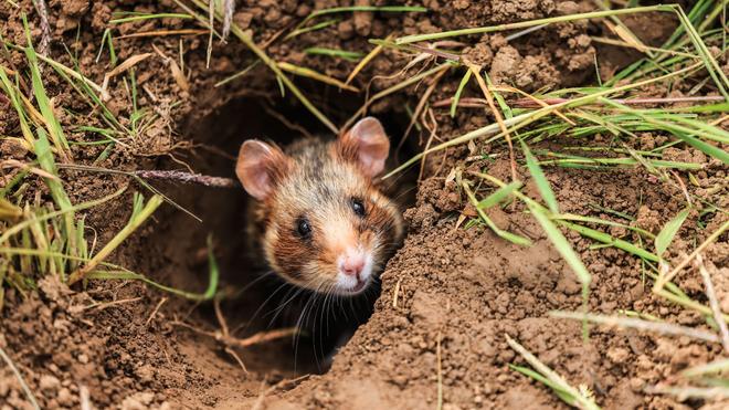 Rote Listen: Viele heimische Säugetiere sind gefährdet oder ausgestorben | DIE ZEIT