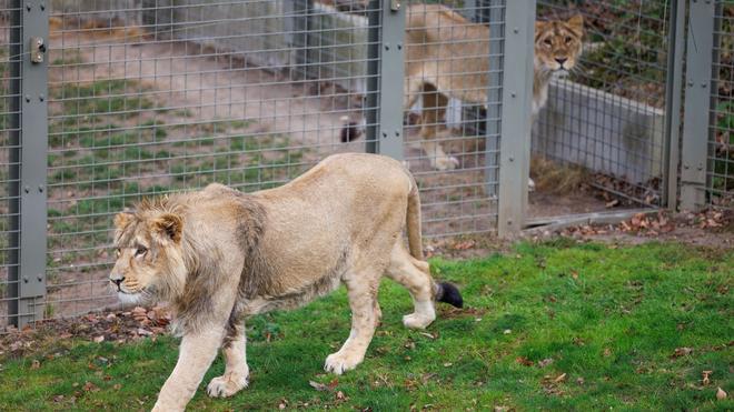 Pfleger stirbt bei Attacke: Zoo-Mitarbeiter in Safaripark in Bangkok ...