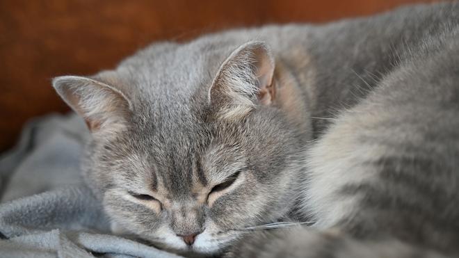 Gerichtsbeschluss: Nach Videos auf TikTok - Halter muss Katzen abgeben ...