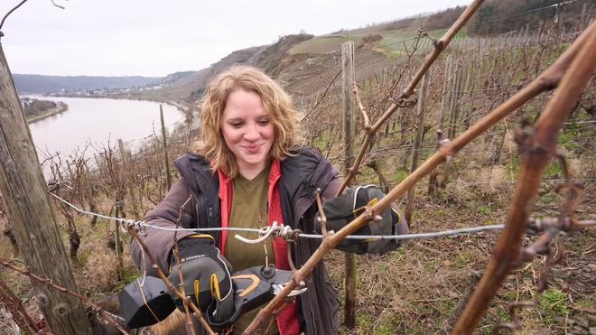 Wetter und Wein: Frühling an der Mosel - drohen den Reben Frostschäden ...