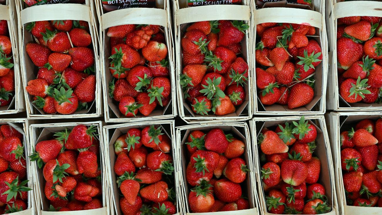 Erdbeeren aus Thüringen: Verregneter Start in die Thüringer ...