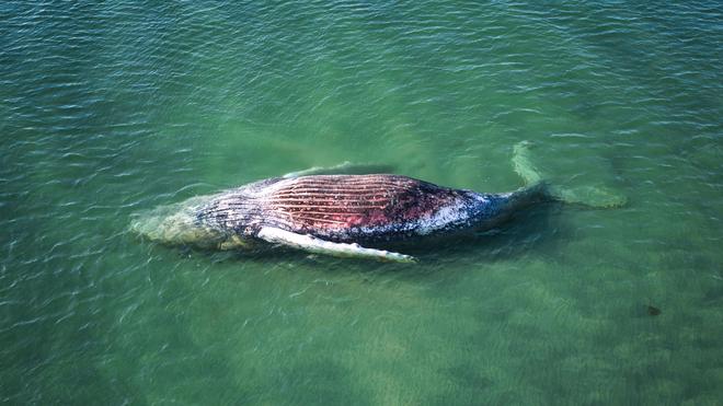 Wal vor Dänemark: Buckelwal «Timmy» ist tot – Rettungsversuch ...