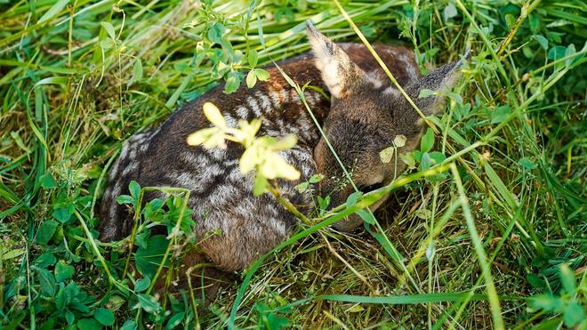Wildtierrettung: Wie man Rehkitze bei der Mahd schützen kann | DIE ZEIT