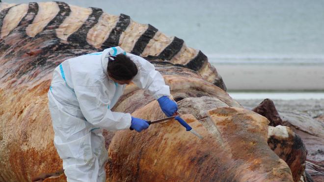 Nach Zerlegung des Buckelwals: Museen buhlen um Wal-Überreste ...