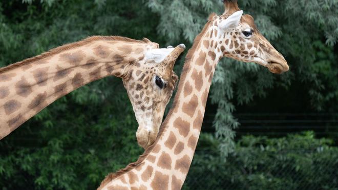 Tiere: Mehr Platz für Giraffen und Zebras – neue Anlage in Dresden ...