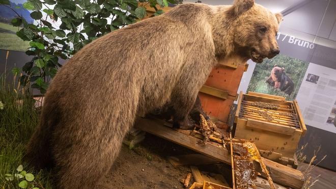 Bärenstreit: Braunbär Bruno im Museum: Freiheitssymbol und Schaustück ...