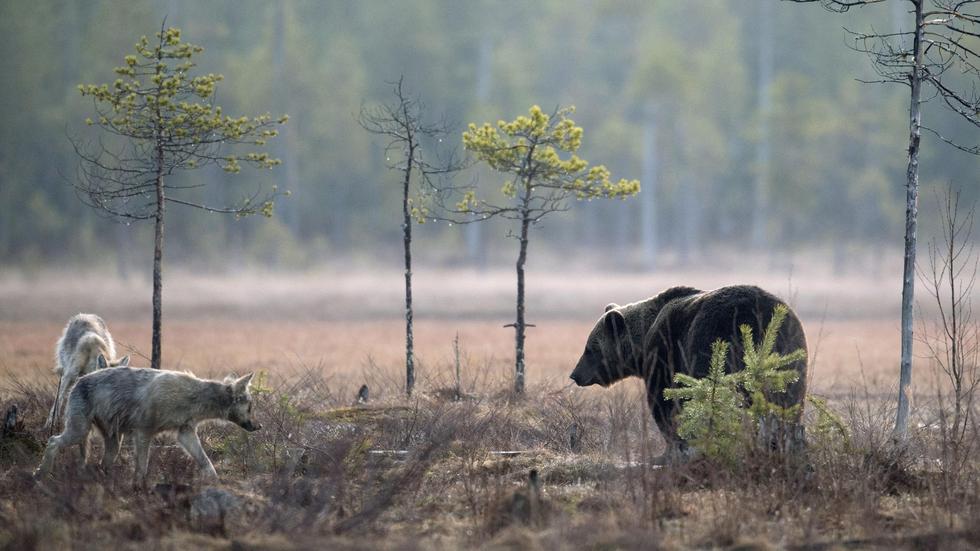 Wildtiere: Hubert Aiwanger spricht sich für Jagd auf Wölfe aus | ZEIT ...