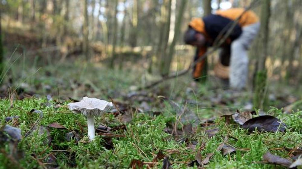 Pilze: Bodenständige Typen | ZEIT ONLINE