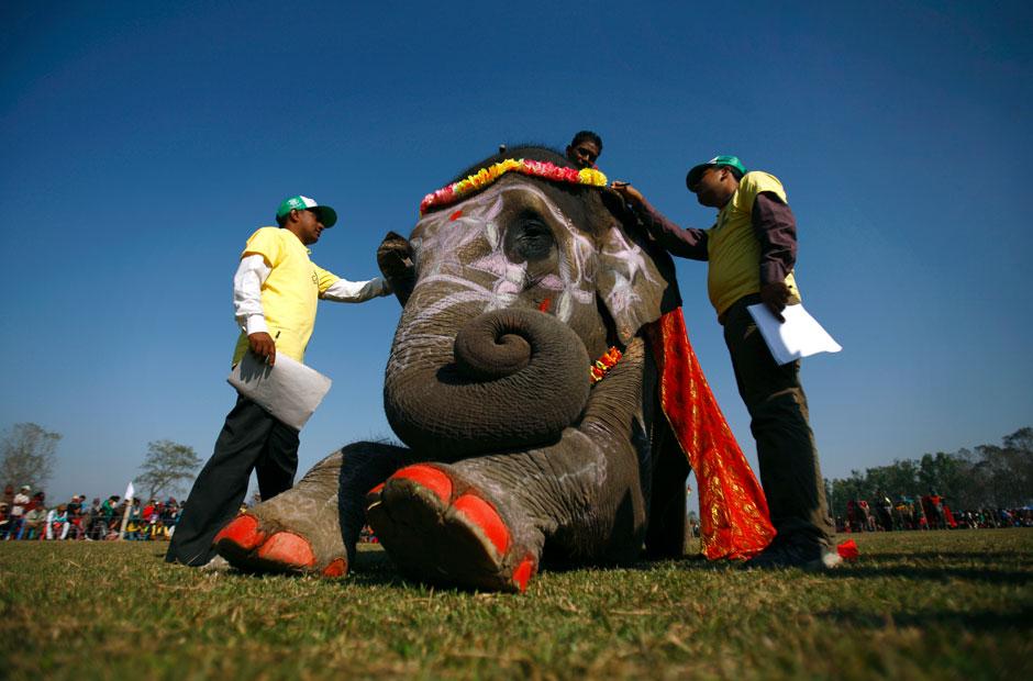 Fotos aus Nepal: Wettkampf für sportlich-attraktive Elefanten | ZEIT ONLINE