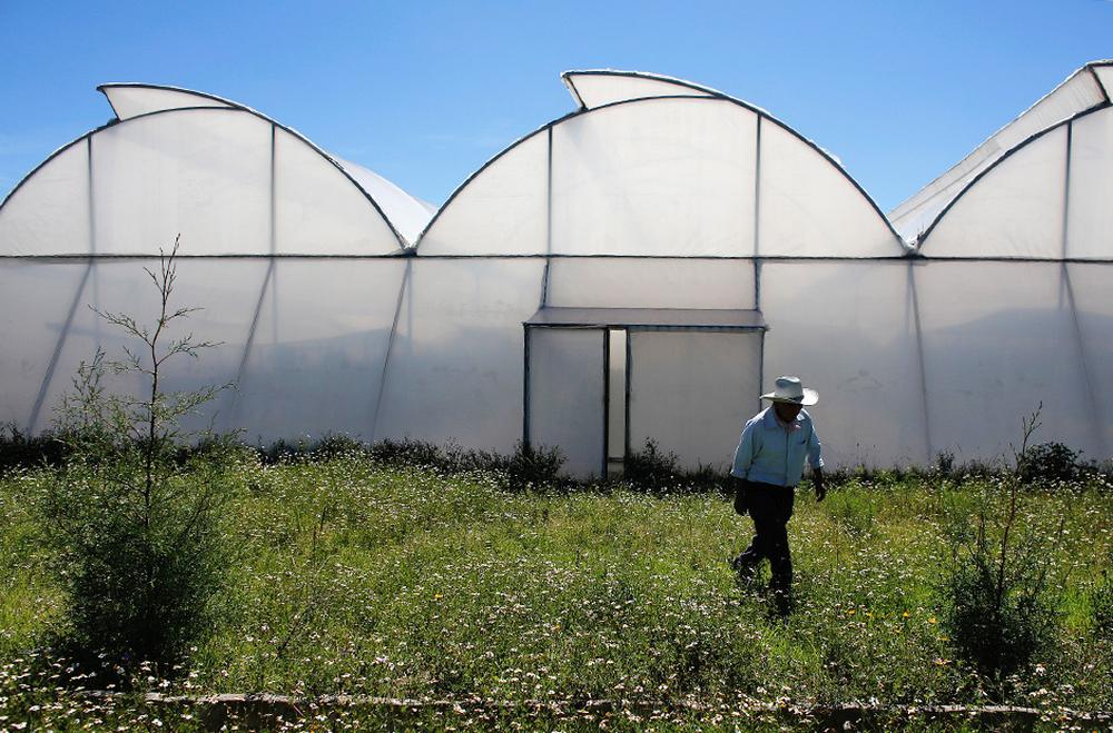 Cochenilleschildlaus: Roter Farbstoff mit sechs Beinen | DIE ZEIT