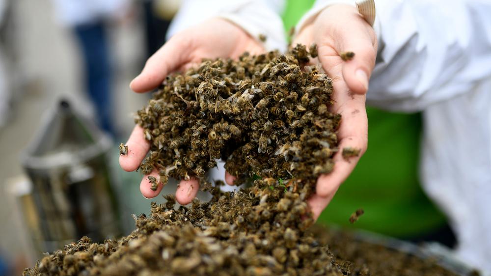 Bayer: Monsanto hat Listen mit Kritikern in sieben Ländern erstellt ...