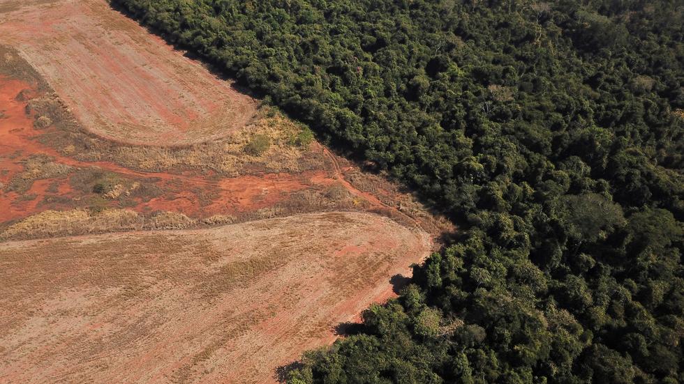 Klimaschutz: Was bringt der Kampf gegen Abholzung? | ZEIT ONLINE