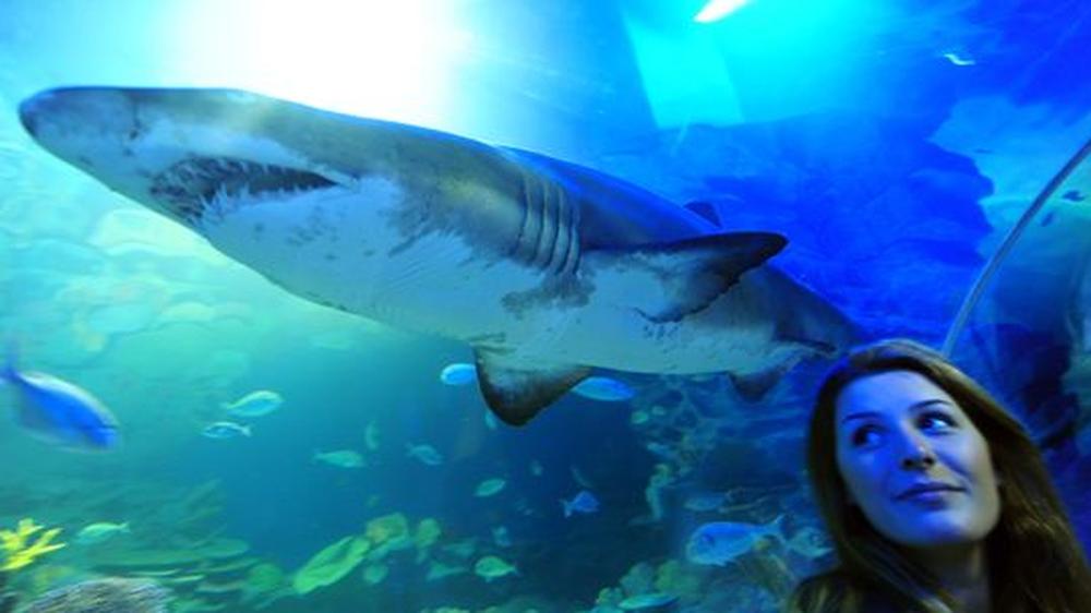 Bionik: Haifischhaut gegen faulende Schiffe | DIE ZEIT